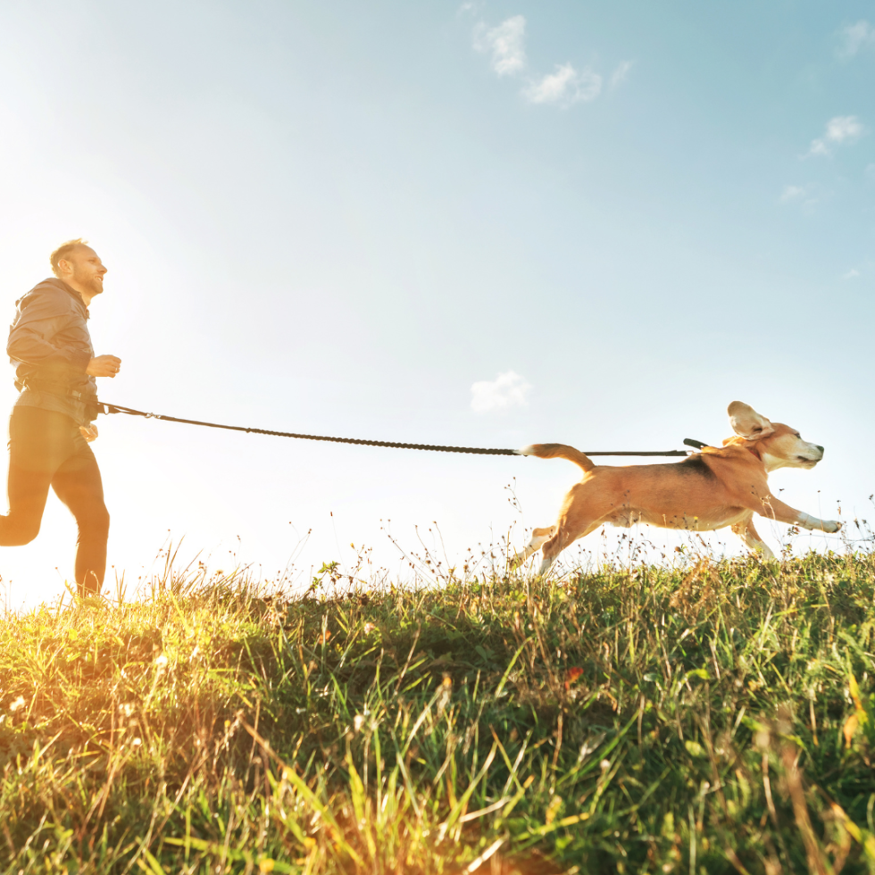 The Importance Of Routine Exercise For Dogs - LongIslandPets