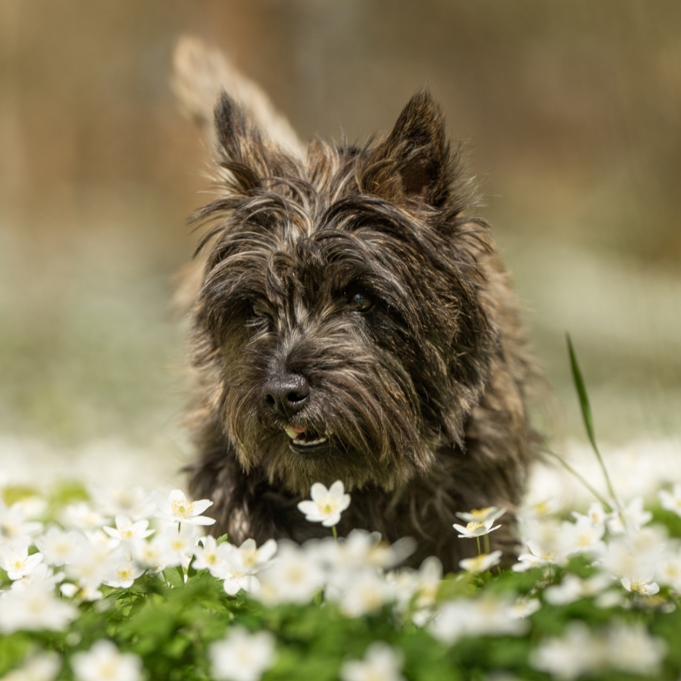 Preparing Your Pets For Spring - Long Island Pet Services